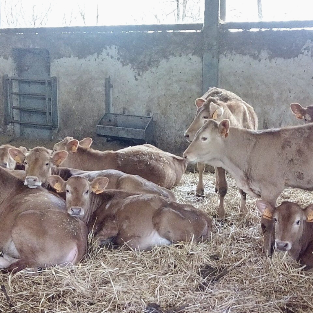 RED COWS – ANTICHE RAZZE